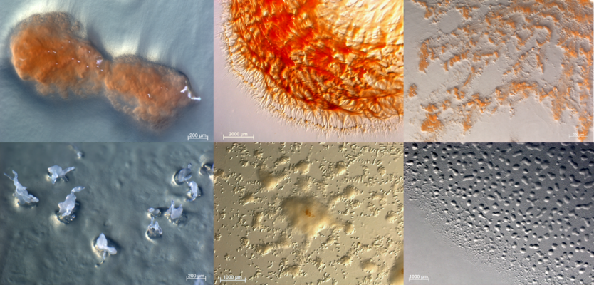 Research Groups | HIPS | HELMHOLTZ HIPS